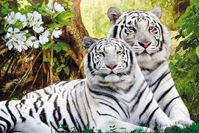 China Tigers 3D Lenticular Printing / MDF Or PS Frame 3D Animals Images for sale
