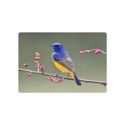 China Disney / Cartoon Design Table Mat 3D Lenticular Placemats For Children Gift for sale