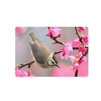 China Decorative Flower PET Printing 3D Lenticular Plastic Table Mats Offset Printing for sale