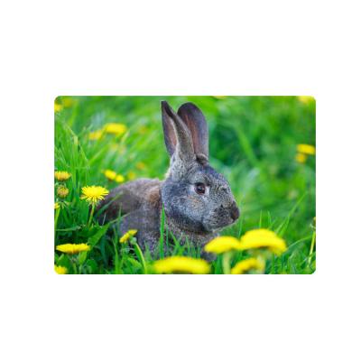 China Animal 3D Lenticular Plastic Placemat For Promotion 28.5 * 38.5cm for sale