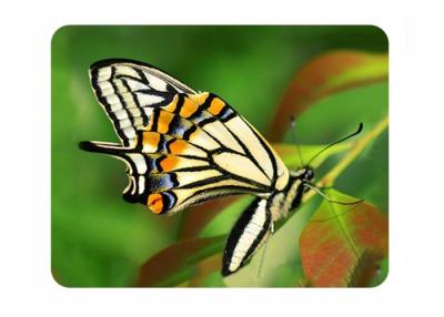 China UV Offset Printing Lenticular 3D Fridge Magnets For Gift , Printed Fridge Magnets for sale