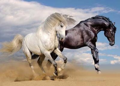 China Runnig Horse 3D Lenticular Pictures For House Decorative 0.6mmPET Lenticular Printing for sale