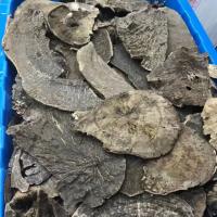 Quality 4a Natural Agarwood Submerged Water Grade For Smoking Health Agarwood Log for sale