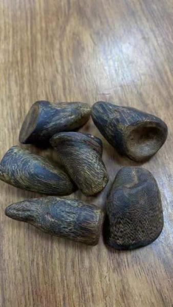 Quality NhaTrang Bai Qinan 10A Small Whole OUD Agarwood Material Natural Selected for sale