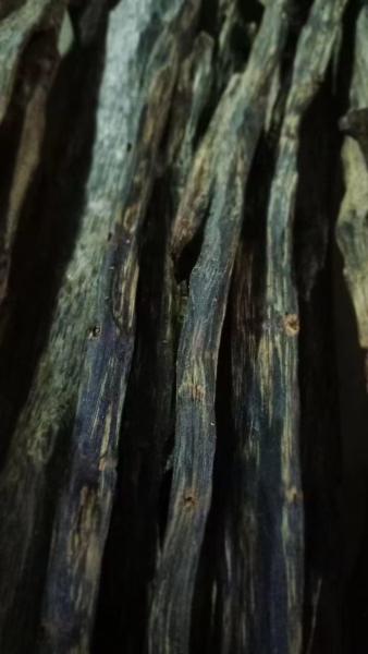 Quality Nha Trang Vietnam OUD Agarwood Earthy Old Material Random Ornaments Full Of Oil for sale