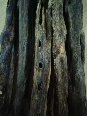 Quality Nha Trang Vietnam OUD Agarwood Earthy Old Material Random Ornaments Full Of Oil for sale