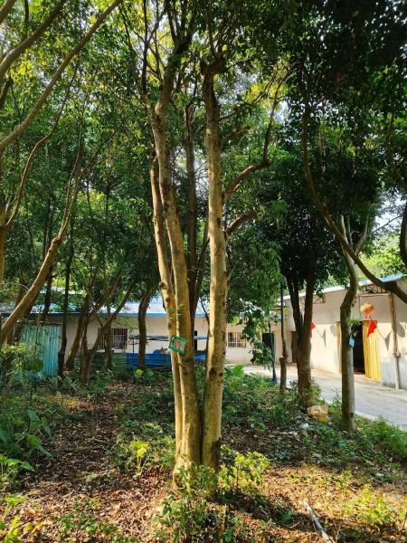 Quality Guangdong Agarwood Oud Tree 10 Meters Planting Saplings White Sandalwood for sale