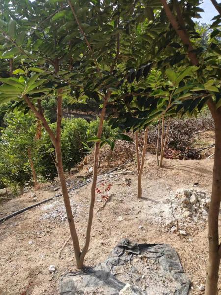 Quality Guangdong Agarwood Oud Tree 10 Meters Planting Saplings White Sandalwood for sale