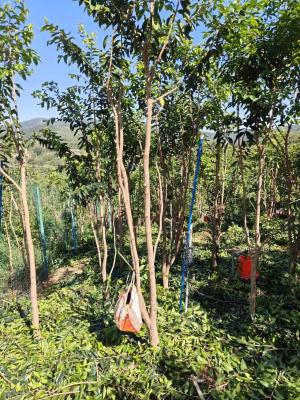 Quality Guangdong Agarwood Oud Tree 10 Meters Planting Saplings White Sandalwood for sale