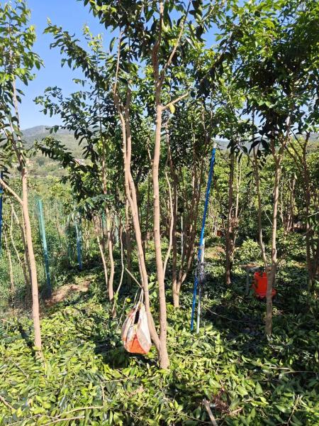 Quality Guangdong Agarwood Oud Tree 10 Meters Planting Saplings White Sandalwood for sale