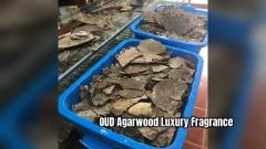 OUD Agarwood: Natural Perfume & Incense Raw Material