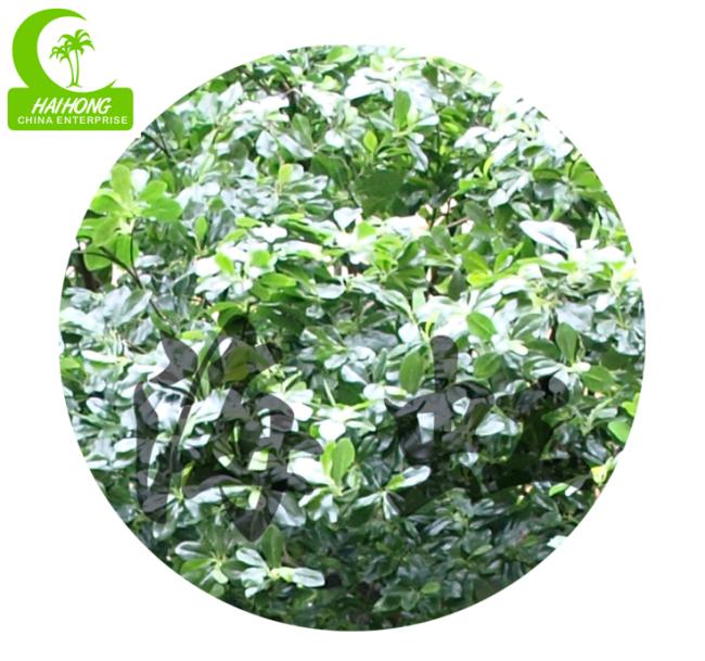 faux ficus tree