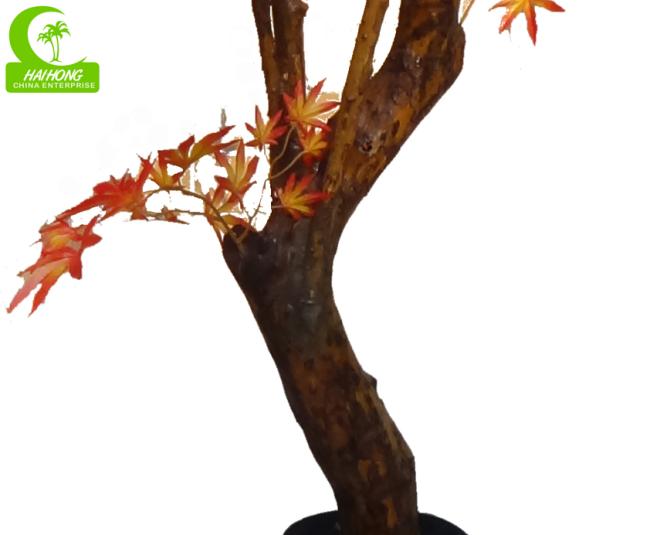 maple tree
