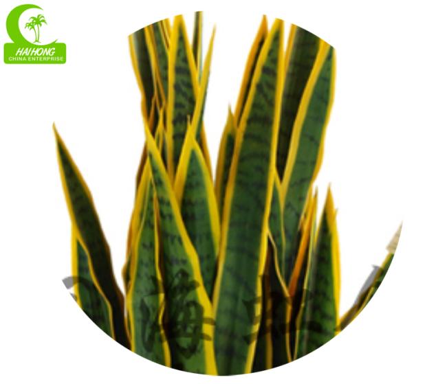 AGAVE PLANT