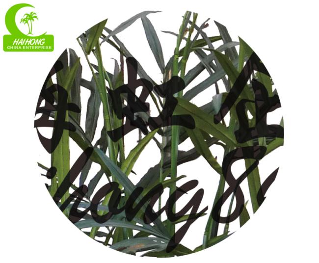 인공 켄티아 승리