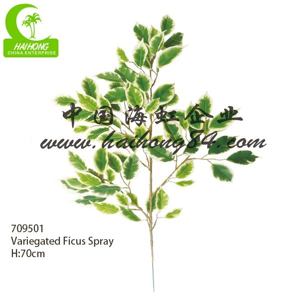 variegated ficus spray