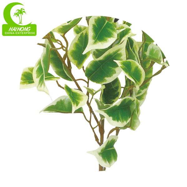 variegated ficus spray
