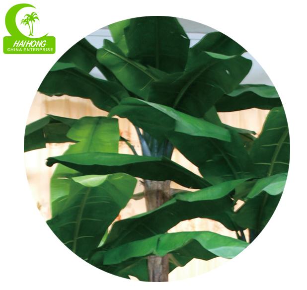 Banana tree *4