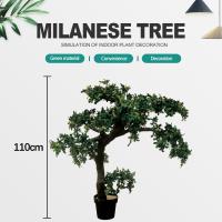 China Potted Pine Tree for Home Decoration for sale