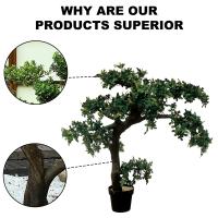 China Potted Pine Tree for Home Decoration for sale