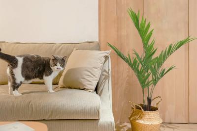 China Areca Palm Artificial Landscape Trees 170cm House Office Decoration for sale