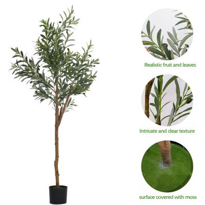 olive bonsai
