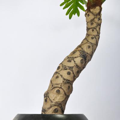 China Planta natural durable del piso de la L-forma de la fractura de Philo el 170cm del jardín de la decoración artificial de la oficina ningún riego en venta