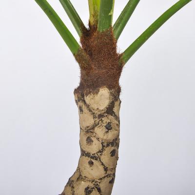 China Planta natural durable del piso de la L-forma de la fractura de Philo el 170cm del jardín de la decoración artificial de la oficina ningún riego en venta