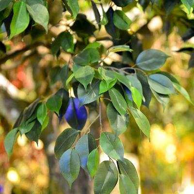 Cina Sbiadirsi di vetro degli alberi artificiali del paesaggio del tronco della fibra anti per il patio in vendita