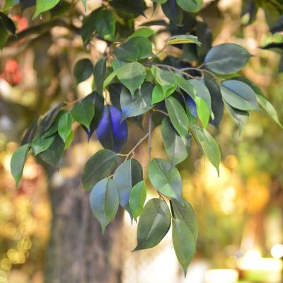 China 2m Artificial Landscape Trees Large Ficus C Style Custom Height Exibition Hall Foliage Tree for sale