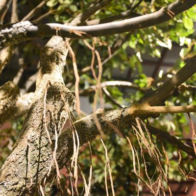 China 2m Artificial Landscape Trees Large Ficus C Style Custom Height Exibition Hall Foliage Tree for sale