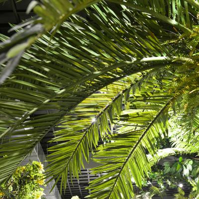 China Kundenspezifische künstliche Dattelpalme für die Freizeitpark-Hotels einfach, niedrige Wartung zu installieren zu verkaufen