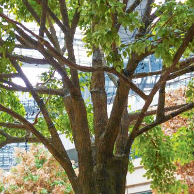 China Artificial Indoor Banyan Tree Evergreen Leaves No Water Faux Tree No Pest Plants for sale