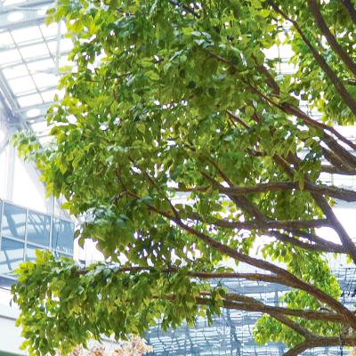 China Artificial Indoor Banyan Tree Evergreen Leaves No Water Faux Tree No Pest Plants for sale
