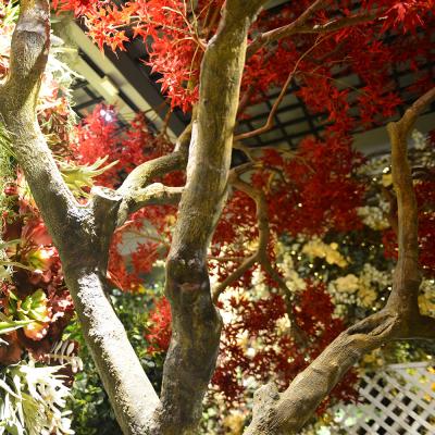 Chine arbre d'érable artificiel de 3m vrai ne regardant aucun Vibe de effacement Autumn Themed Plant de couleur à vendre
