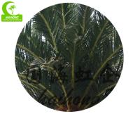 China 800cm Artificial Tropical Tree for sale