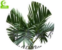 China High Simulation H250cm Artificial Bottle Palm Tree Good Looking for sale