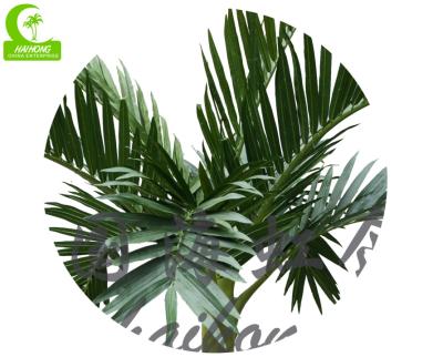 China De hoge Knappe Palm van de Simulatieh250cm Kunstmatige Fles Te koop