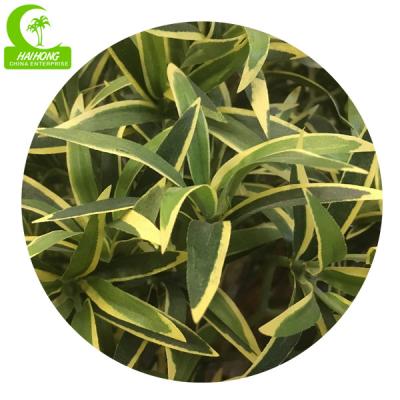 China Innendekoration 110cm künstlicher Podocarpus-Baum kundengerecht zu verkaufen