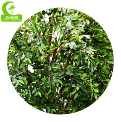 China No Nursing H150cm Plastic Ficus Tree , Small Artificial Tree durable for sale