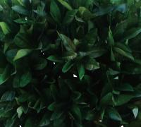 China No Nursing Height 160cm Artificial Topiary Tree For Restaurant for sale