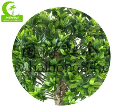 China Anti Langzaam verdwijnende Esthetische 110cm Kunstmatige Podocarpus Boom met Pot Te koop