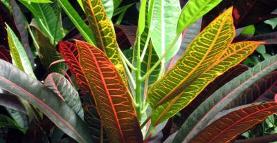 China Customized 180cm fake Natural Foliage Variegated Croton Plant for sale