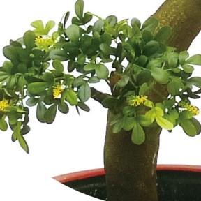Cina Alto legno di bosso della pianta dell'ars topiaria di simulazione delle piante conservate in vaso artificiali realistiche del pavimento in vendita