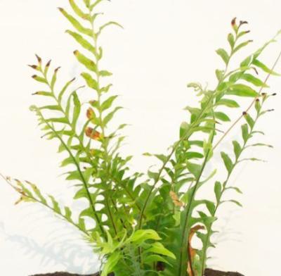 Chine Le feu rendent tronc en bois résistant d'arbre artificiel de Drynaria de taille de 150cm le vrai à vendre