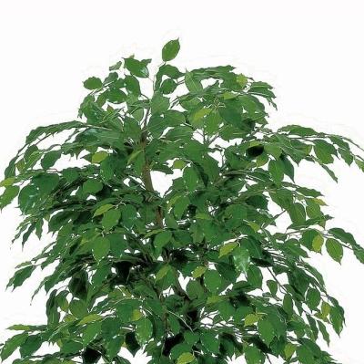 Cina piante conservate in vaso artificiali Realsitic fatto a mano Jasmine Tree promettente naturale del pavimento di 160cm in vendita