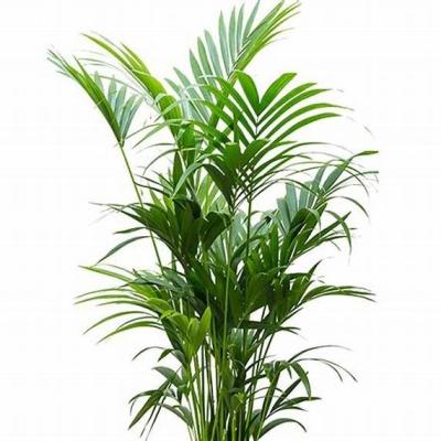 China 150cm Height Artificial Potted Floor Plants Feather Palm Tree for sale