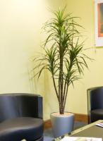 China Dracaena Marginata Artificial Landscape Trees For Home Office Decoration for sale