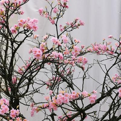 Cina Stile cinese del tessuto di Sakura Real Touch Artificial Flowers della pianta che abbellisce albero in vendita