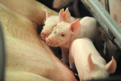 Cina Polvere glicerilica di Alpha Monolaurin GML di monolaurato degli additivi alimentari in vendita